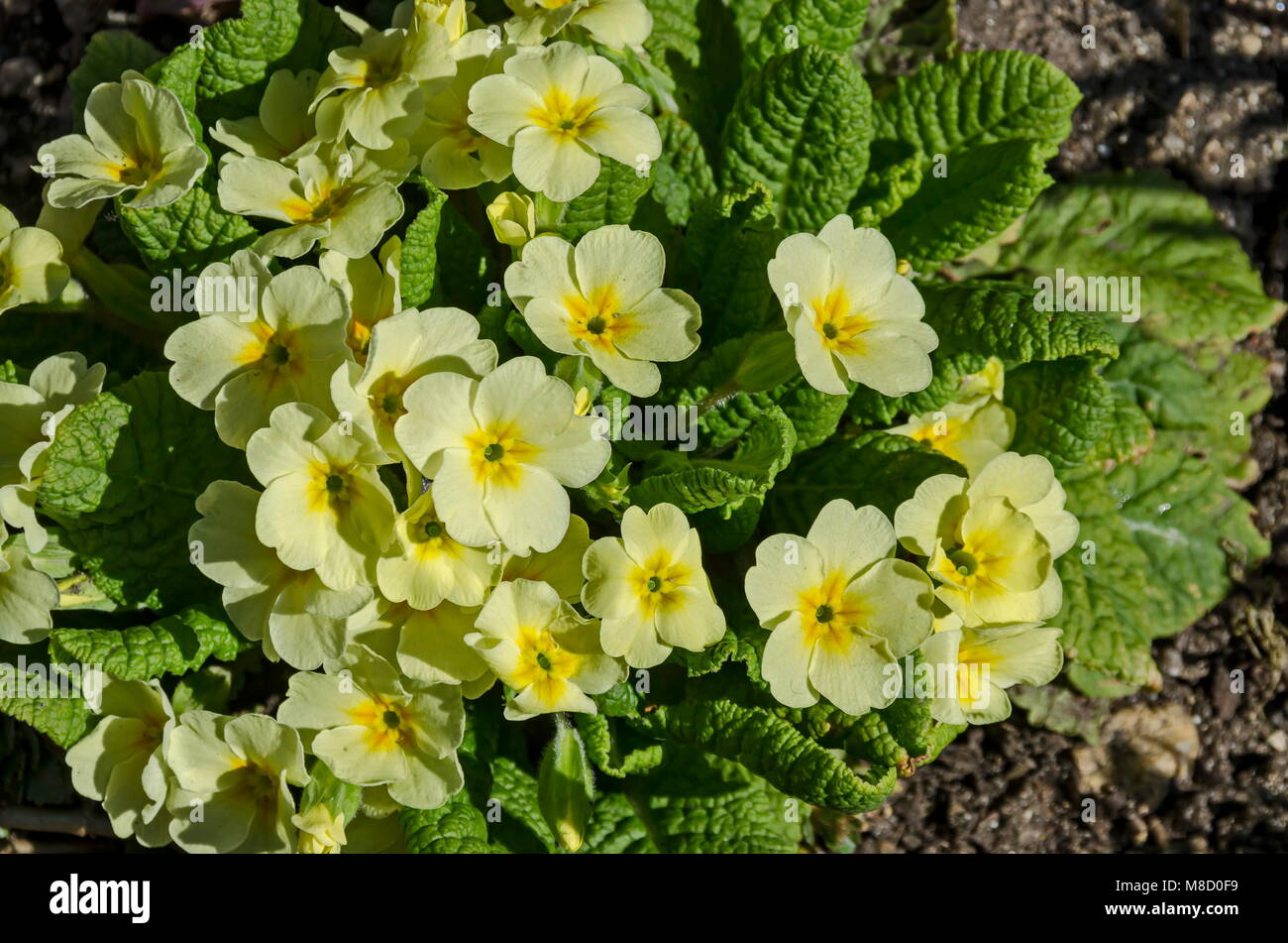 Cluster vibrant yellow primrose hi-res stock photography and images - Alamy
