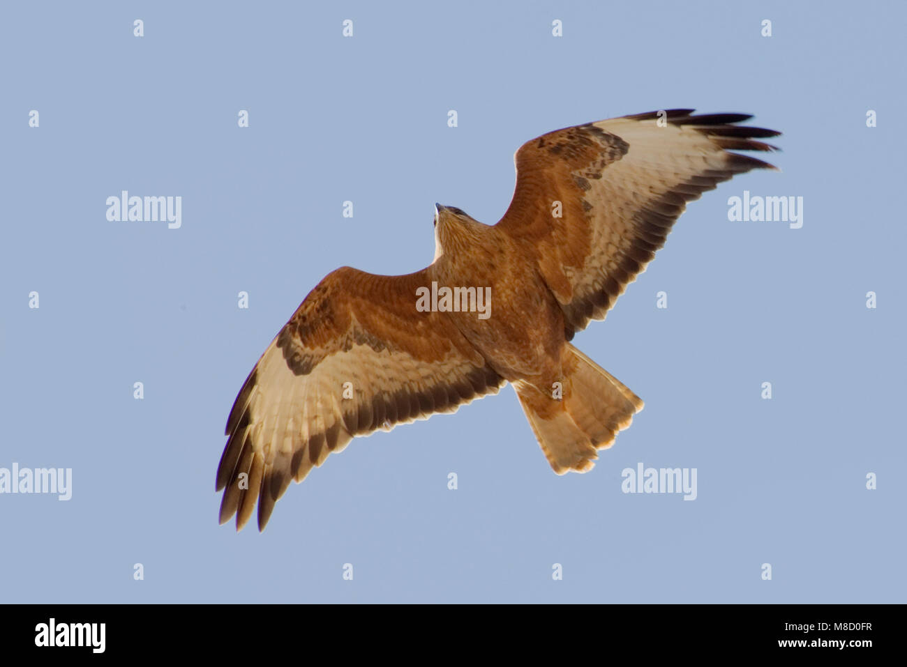 Steppe buzzard in flight hi-res stock photography and images - Alamy