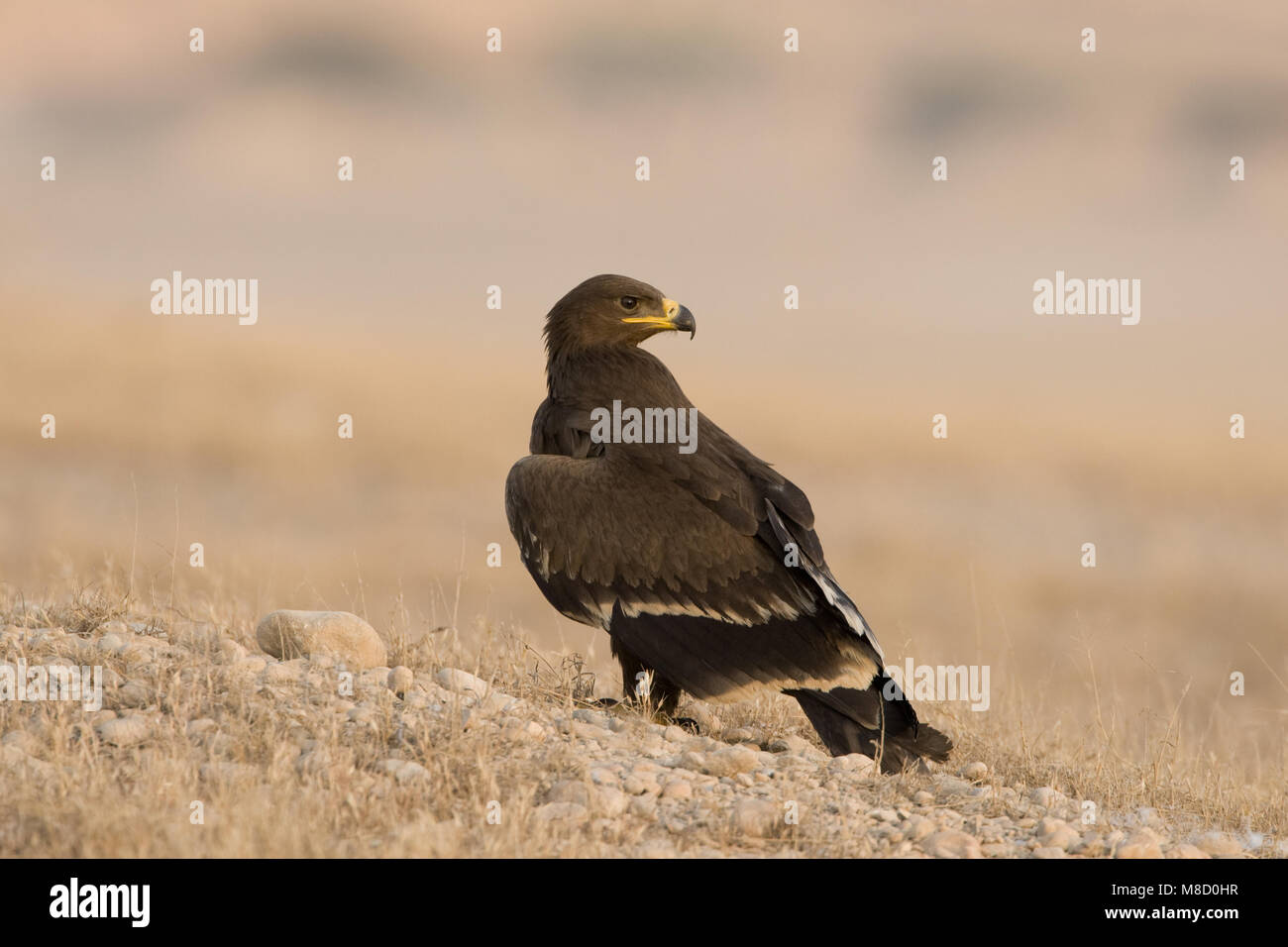 Steppe eagle aquila nipalensis immature hi-res stock photography and ...