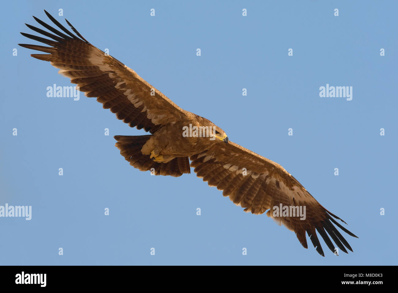 Onvolwassen Steppearend in de vlucht; Immature Steppe Eagle in flight ...