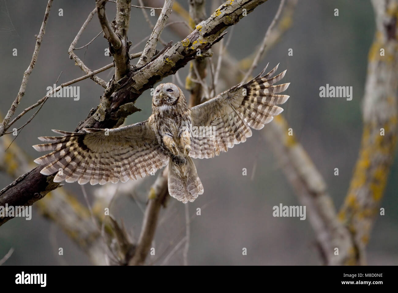 Tawny owl flying hi-res stock photography and images - Alamy
