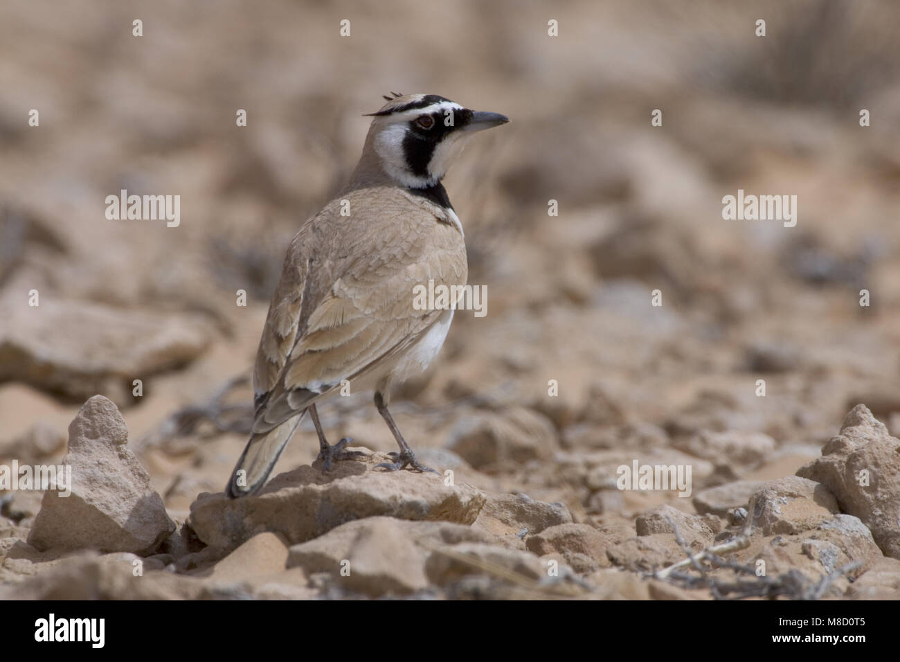 Temmincks lark eremophila bilopha hi-res stock photography and images ...