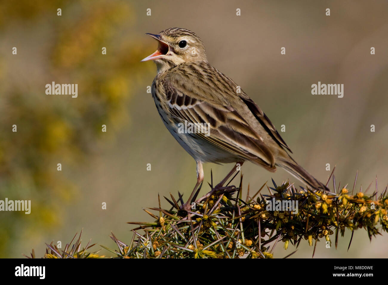 Singing tree hi-res stock photography and images - Alamy