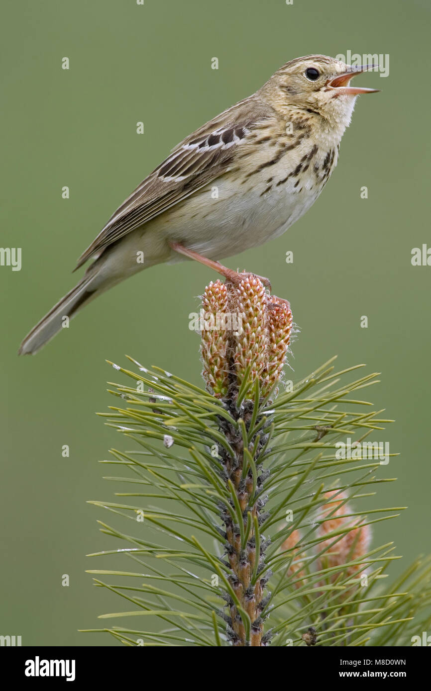 Tree pipit singing hi-res stock photography and images - Alamy