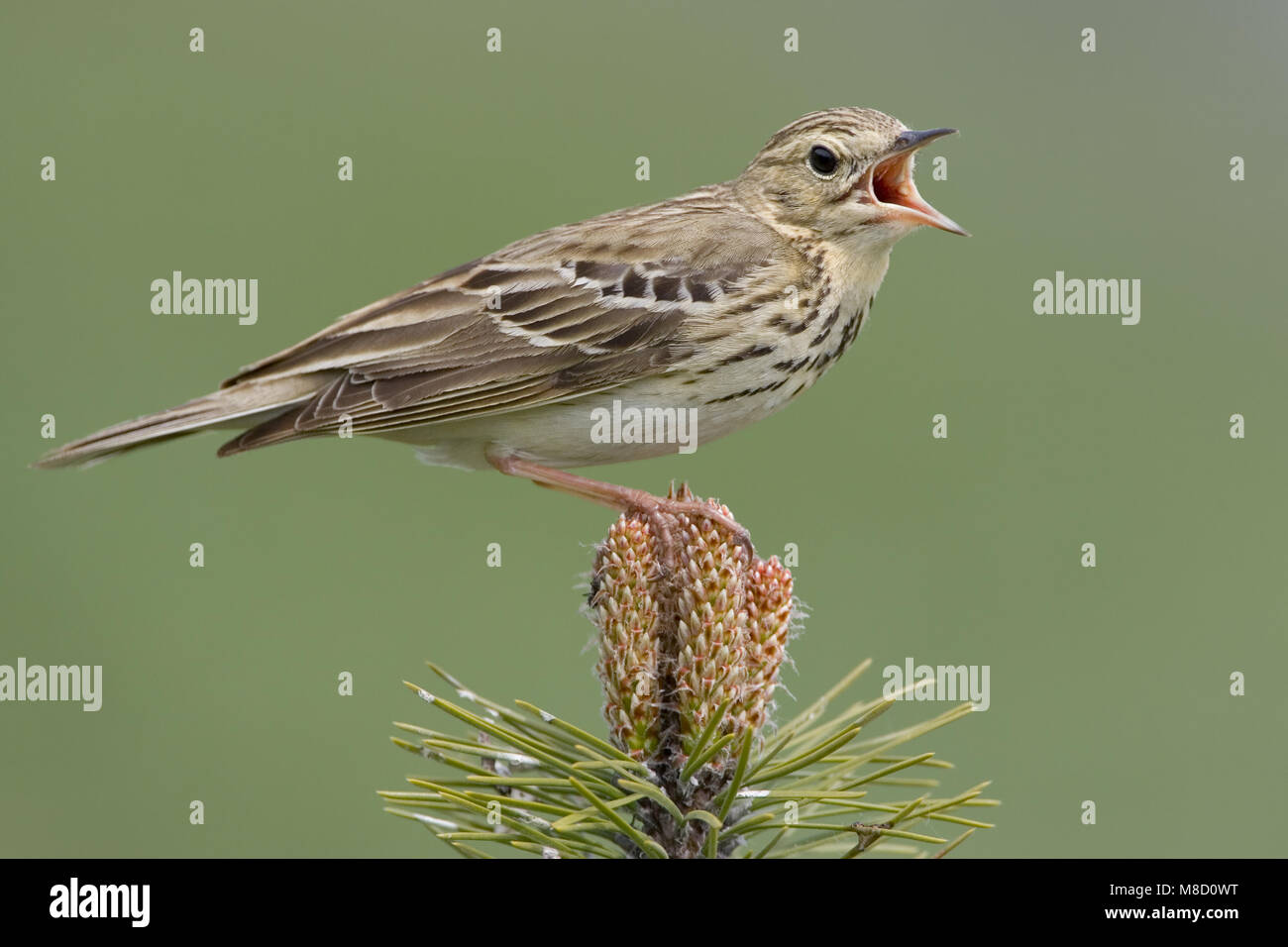 Tree pipit singing hi-res stock photography and images - Alamy