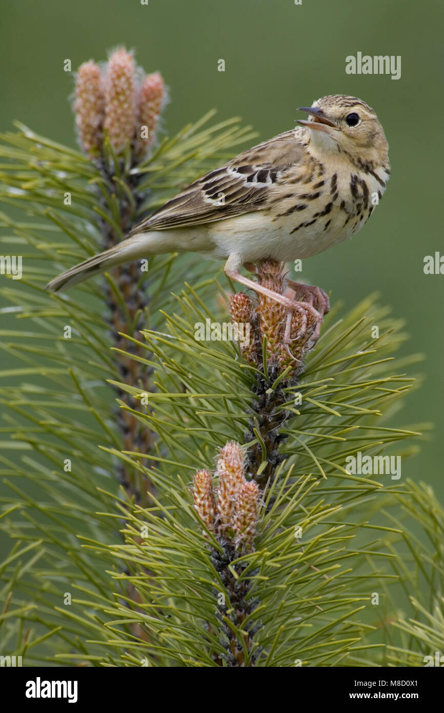 Tree pipit singing hi-res stock photography and images - Alamy