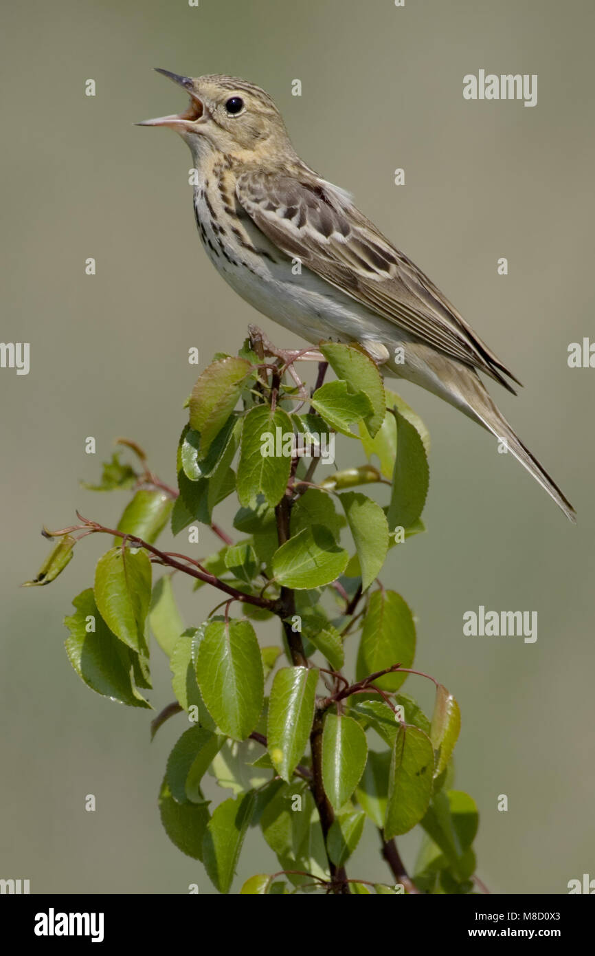 Tree pipit singing hi-res stock photography and images - Alamy
