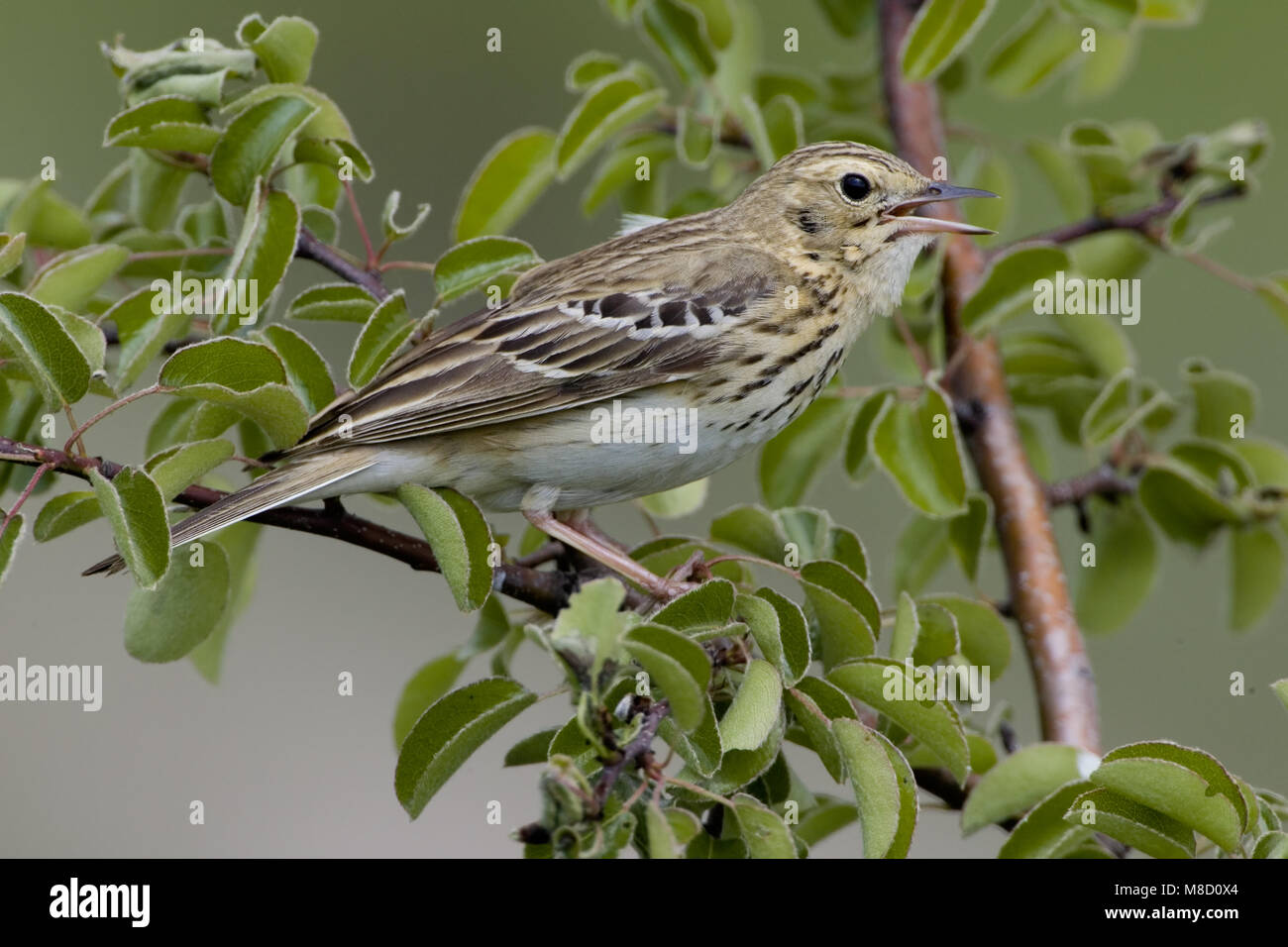 Tree pipit singing hi-res stock photography and images - Alamy