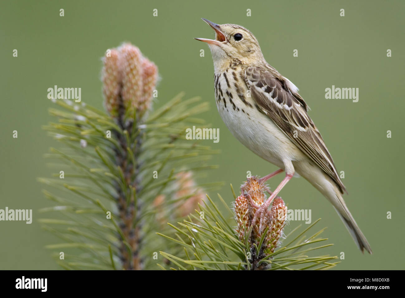 Tree pipit singing hi-res stock photography and images - Alamy