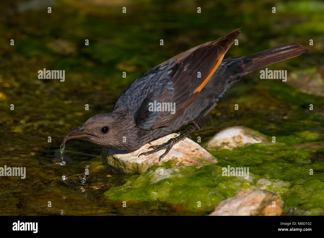 Female starling hi-res stock photography and images - Alamy