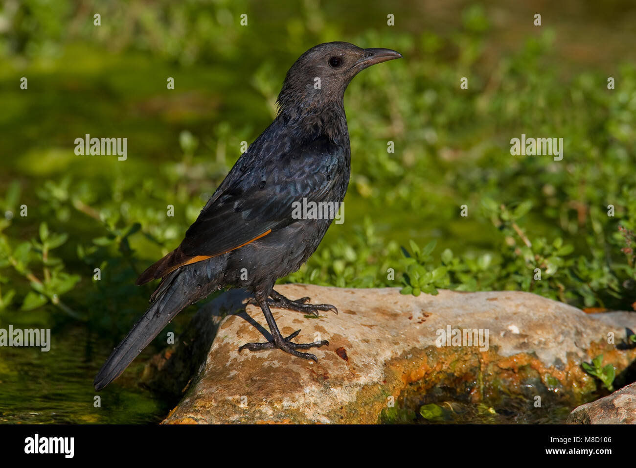 Female starling hi-res stock photography and images - Alamy
