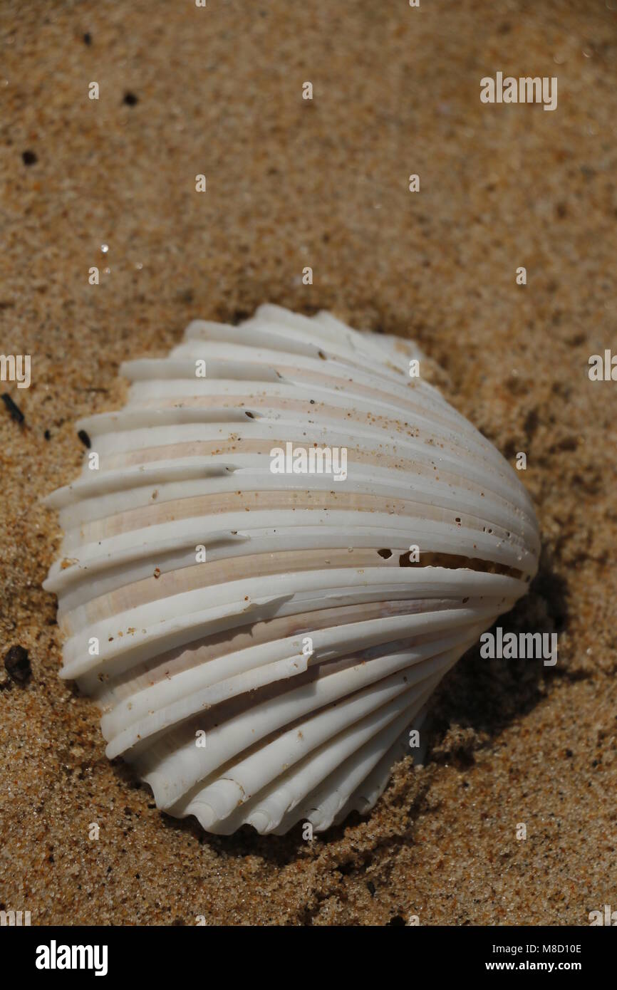 Big seashell in the sand at the beach Stock Photo - Alamy