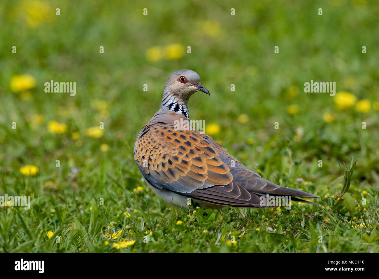 Zomertortel op de grond; European Turtle Dove on the ground Stock Photo ...