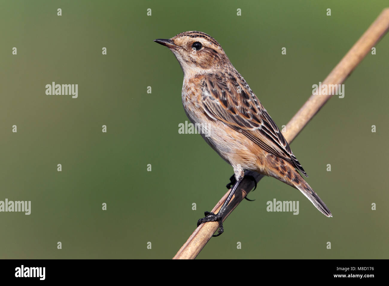 Eerste winter Paapje; First winter Winchat Stock Photo - Alamy