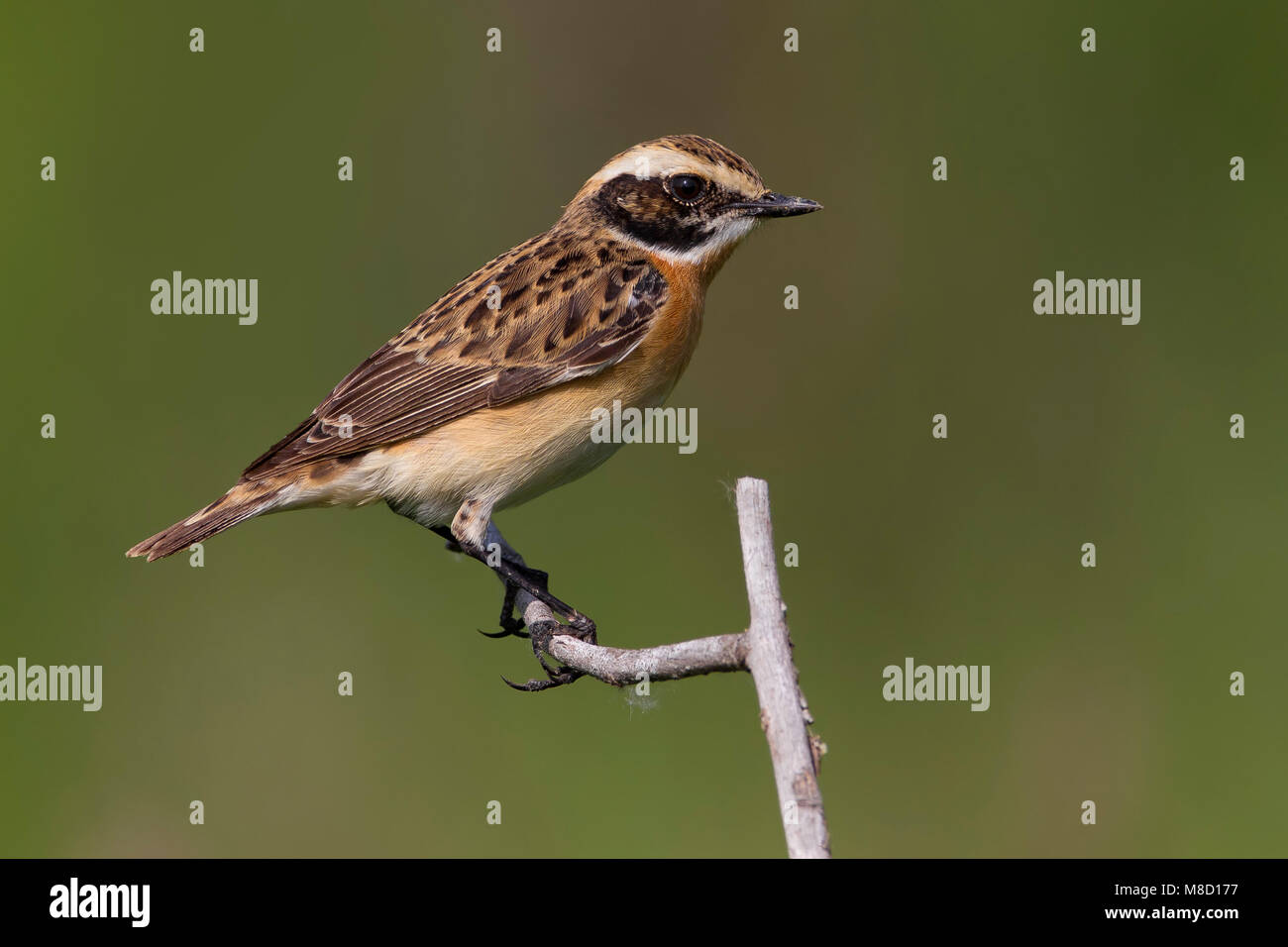 Man Paapje; Male Winchat Stock Photo - Alamy