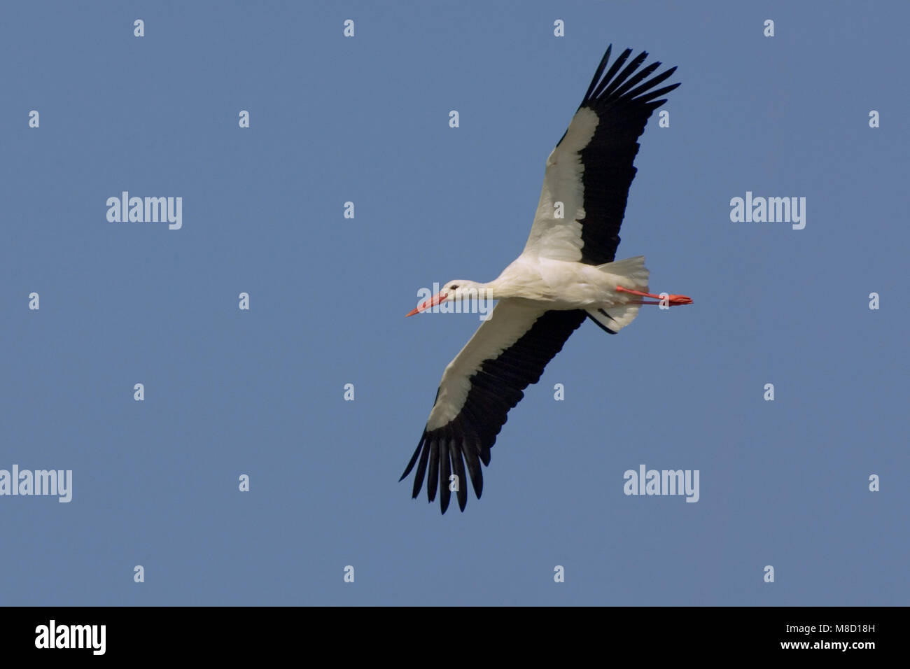 White Stork flying, Ooievaar vliegend Stock Photo - Alamy
