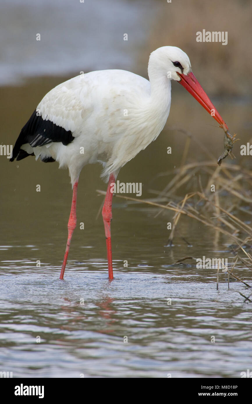 White Stork; Ooievaar Stock Photo - Alamy
