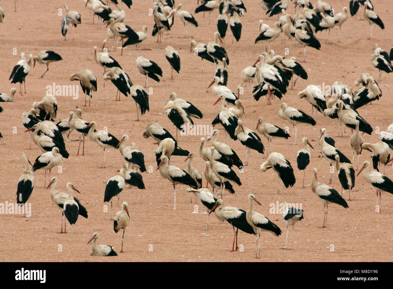 Ooievaars op trek, White Stork on migration Stock Photo - Alamy