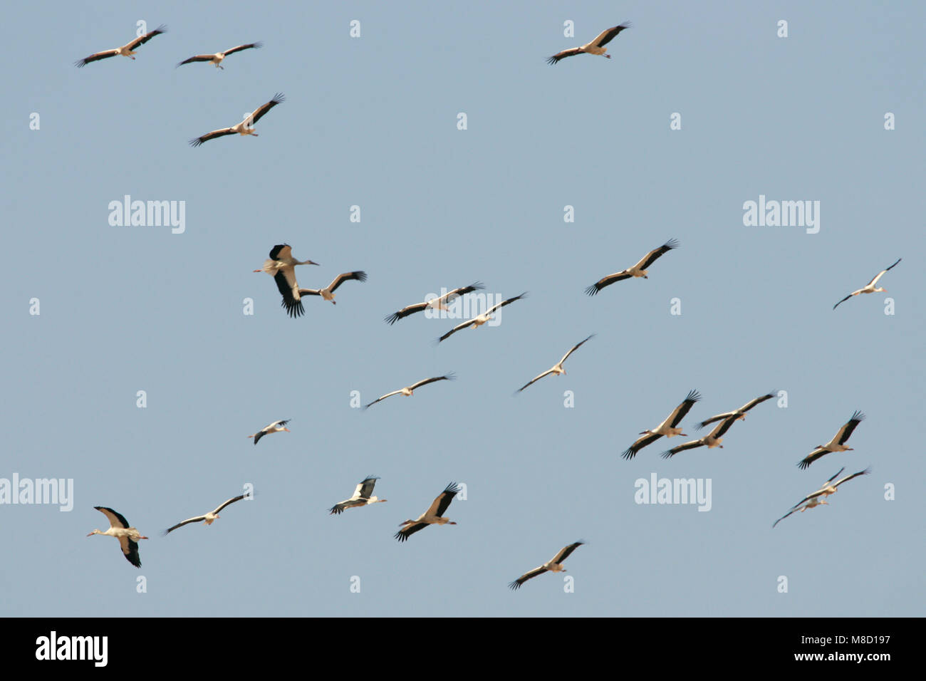Ooievaars op trek, White Stork on migration Stock Photo - Alamy