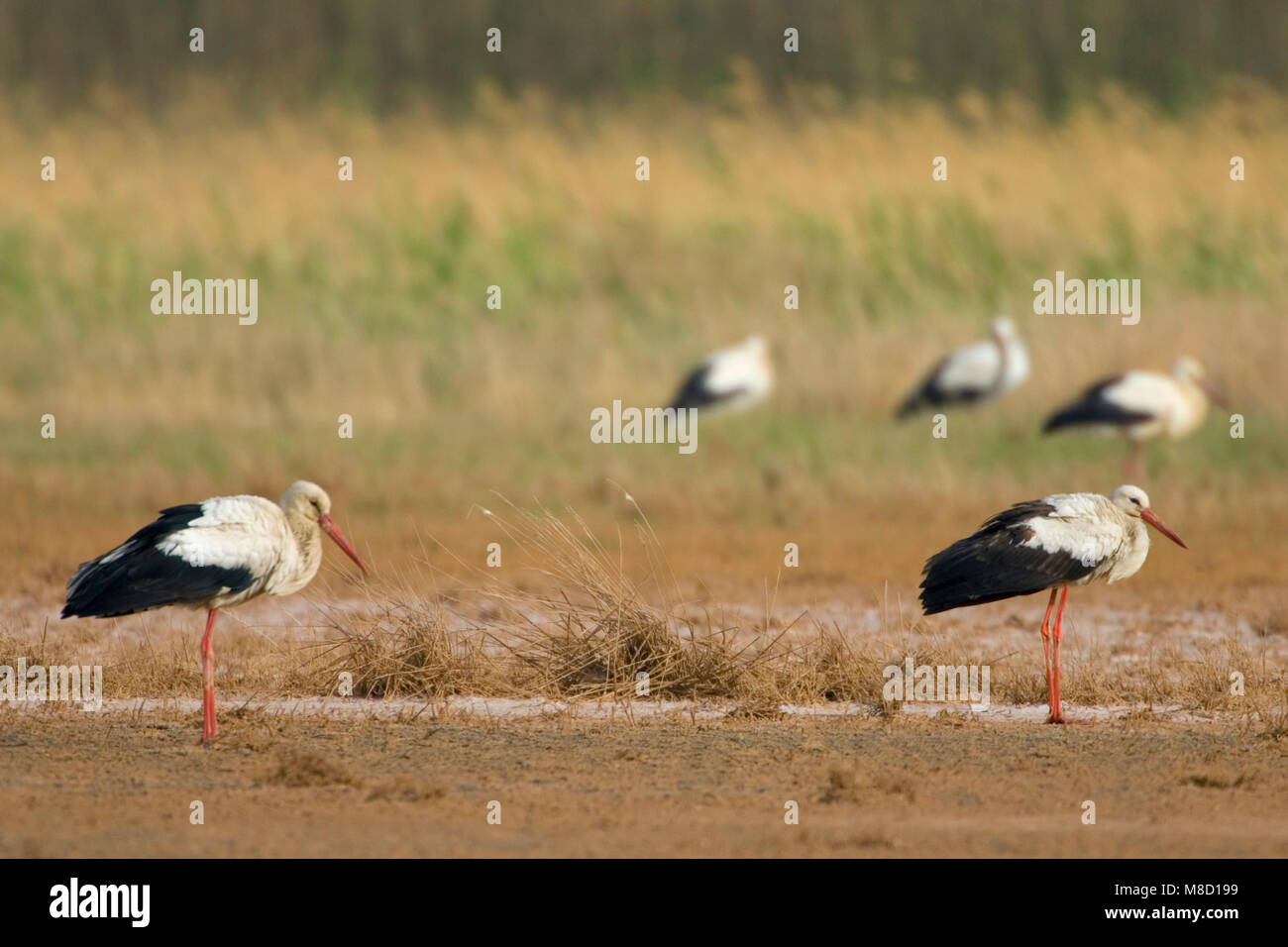 Ooievaars op trek, White Stork on migration Stock Photo - Alamy