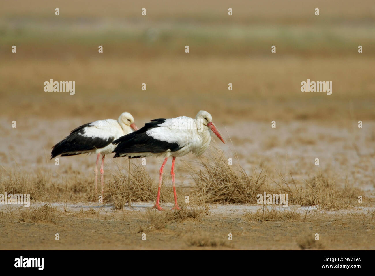 Ooievaars op trek, White Stork on migration Stock Photo - Alamy