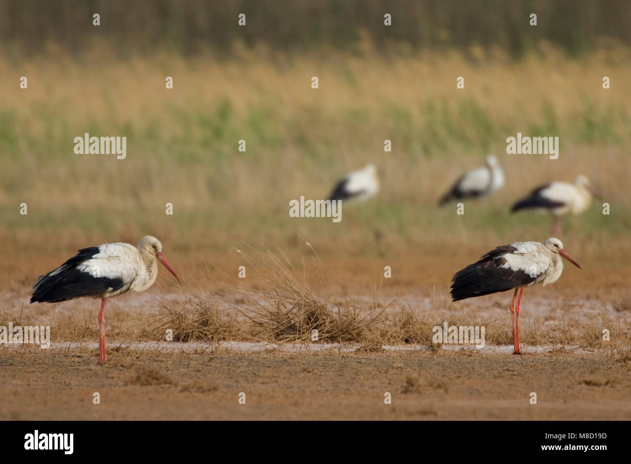 White Stork flock resting in the desert during migration; Ooievaar ...
