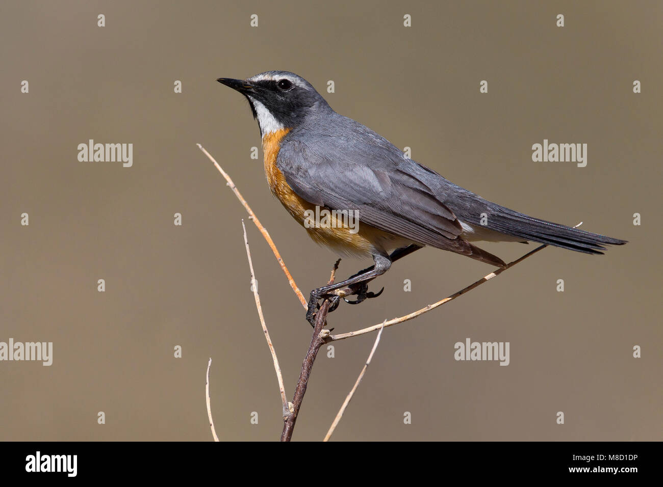 Male robin hi-res stock photography and images - Alamy