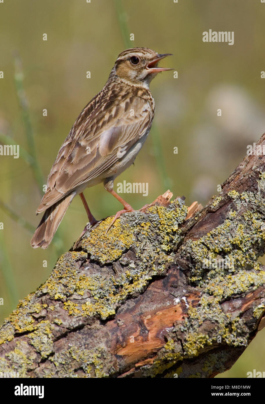 Wood Lark singing from perch; Boomleeuwerik zingend vanaf post Stock ...