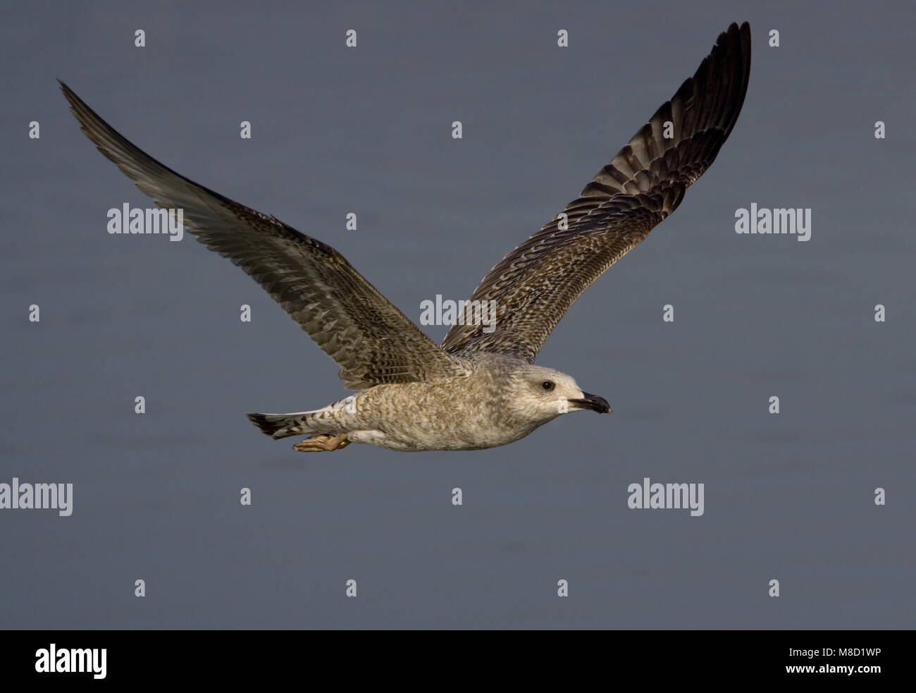 Yellow-legged Gull flying; Geelpootmeeuw vliegend Stock Photo - Alamy
