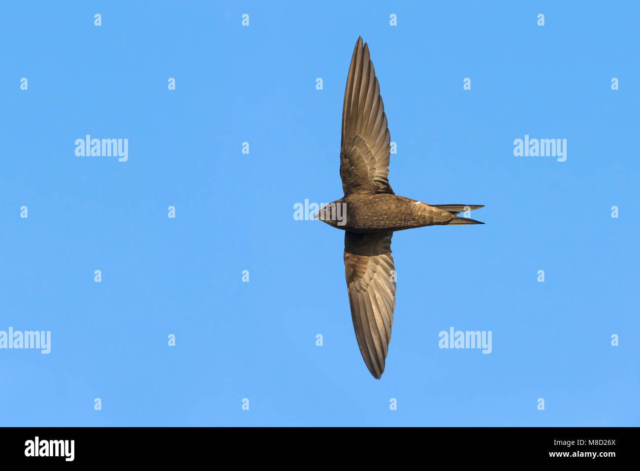 Common swift hi-res stock photography and images - Alamy