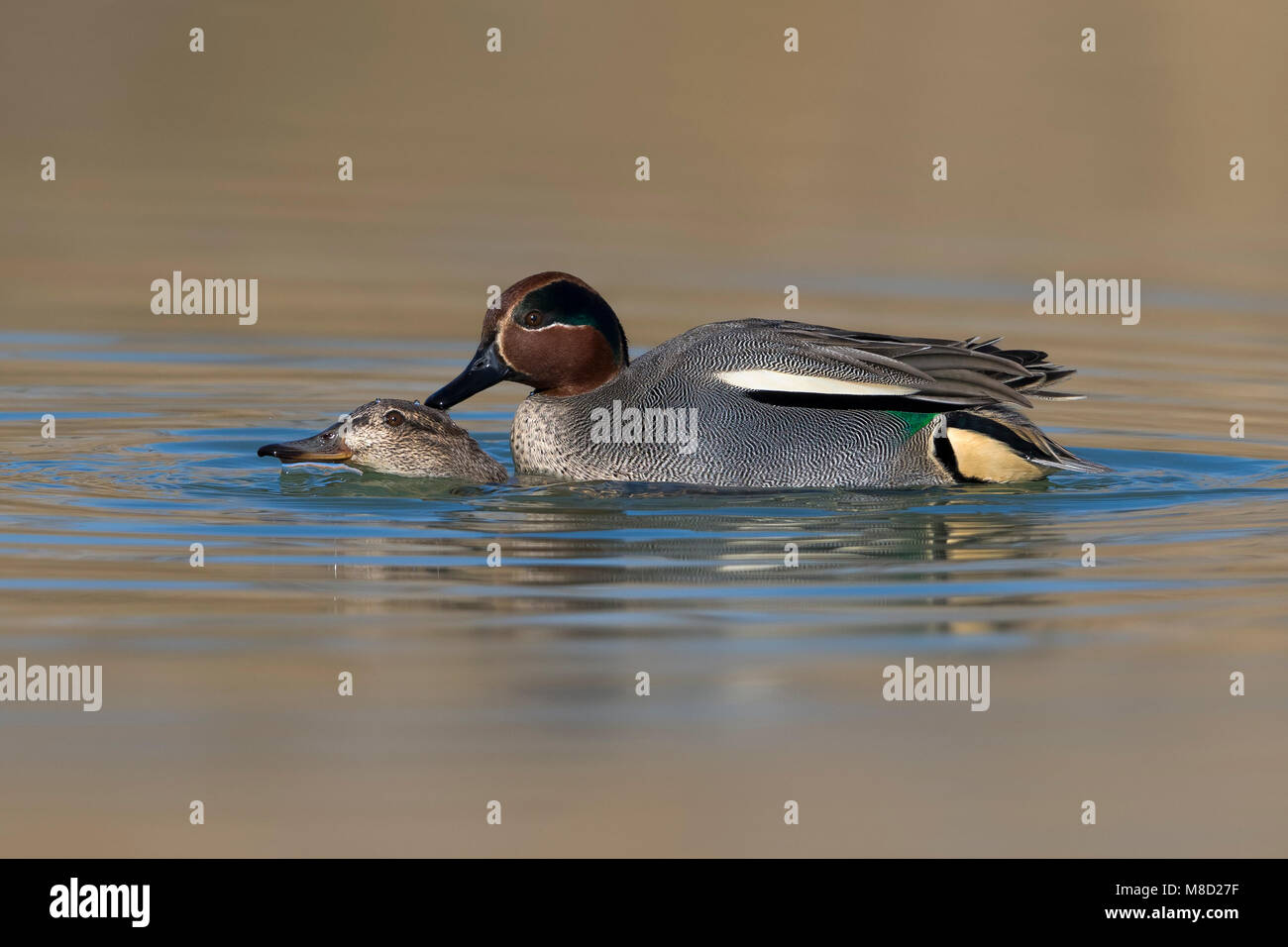 Teal mating hi-res stock photography and images - Alamy