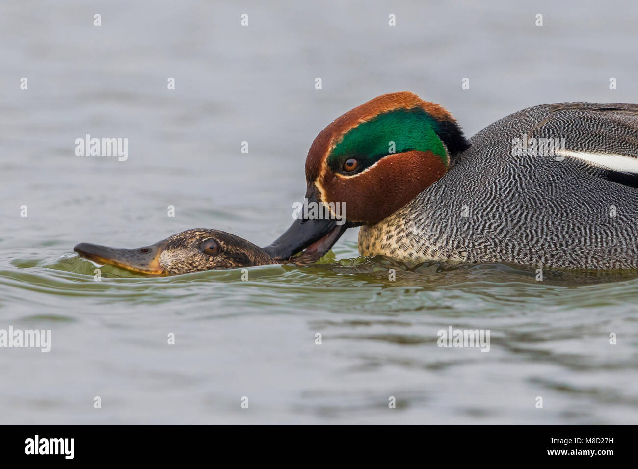 Common Teal High Resolution Stock Photography and Images - Alamy