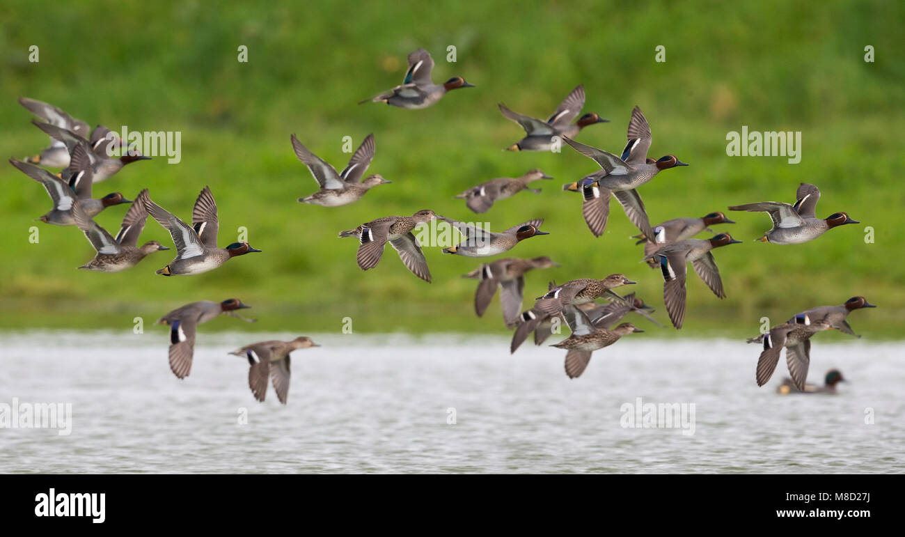 Wintertaling in vlucht, Common Teal in flight Stock Photo - Alamy