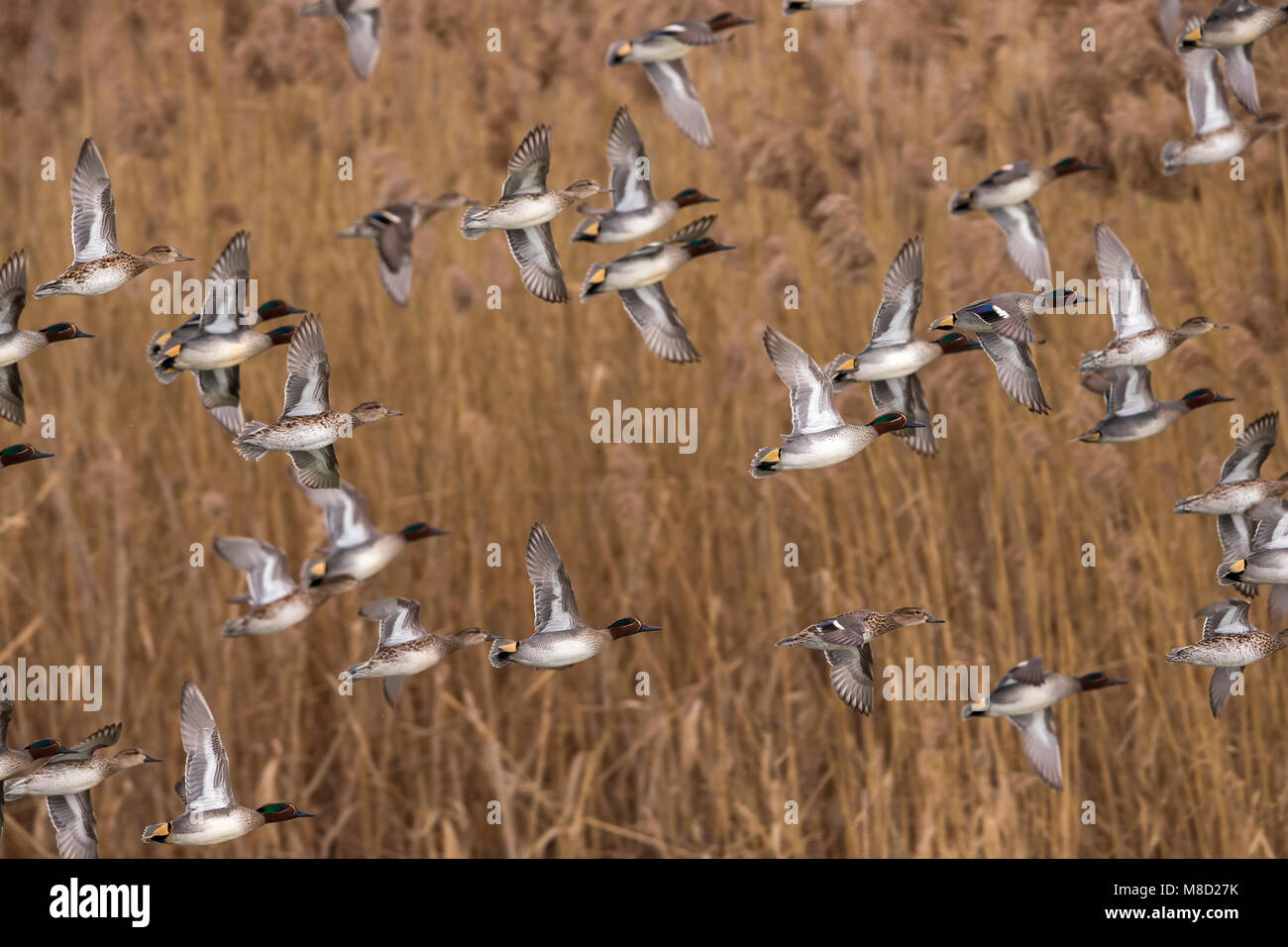 Teal in flight hi-res stock photography and images - Alamy