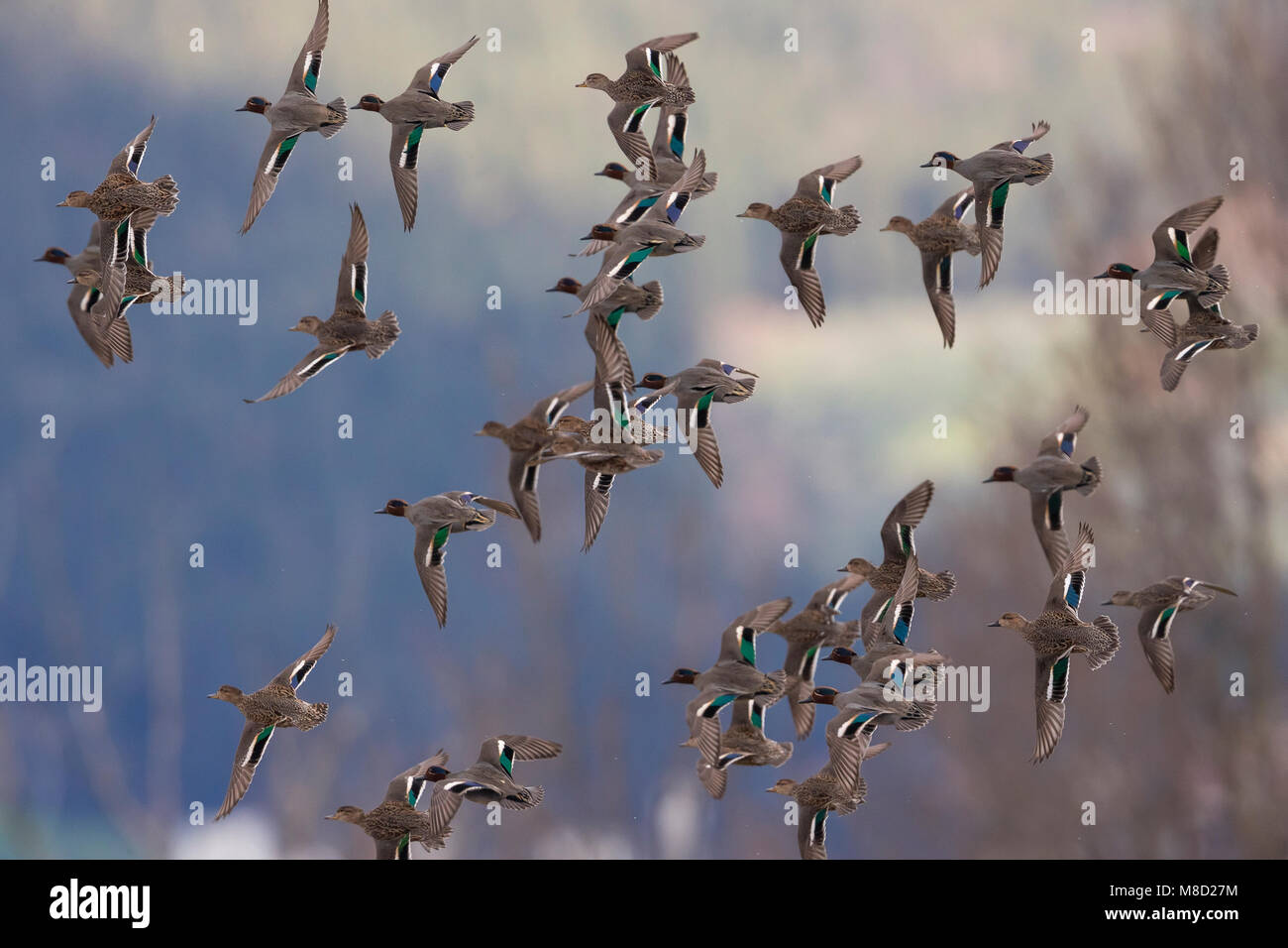 Wintertaling in vlucht, Common Teal in flight Stock Photo - Alamy