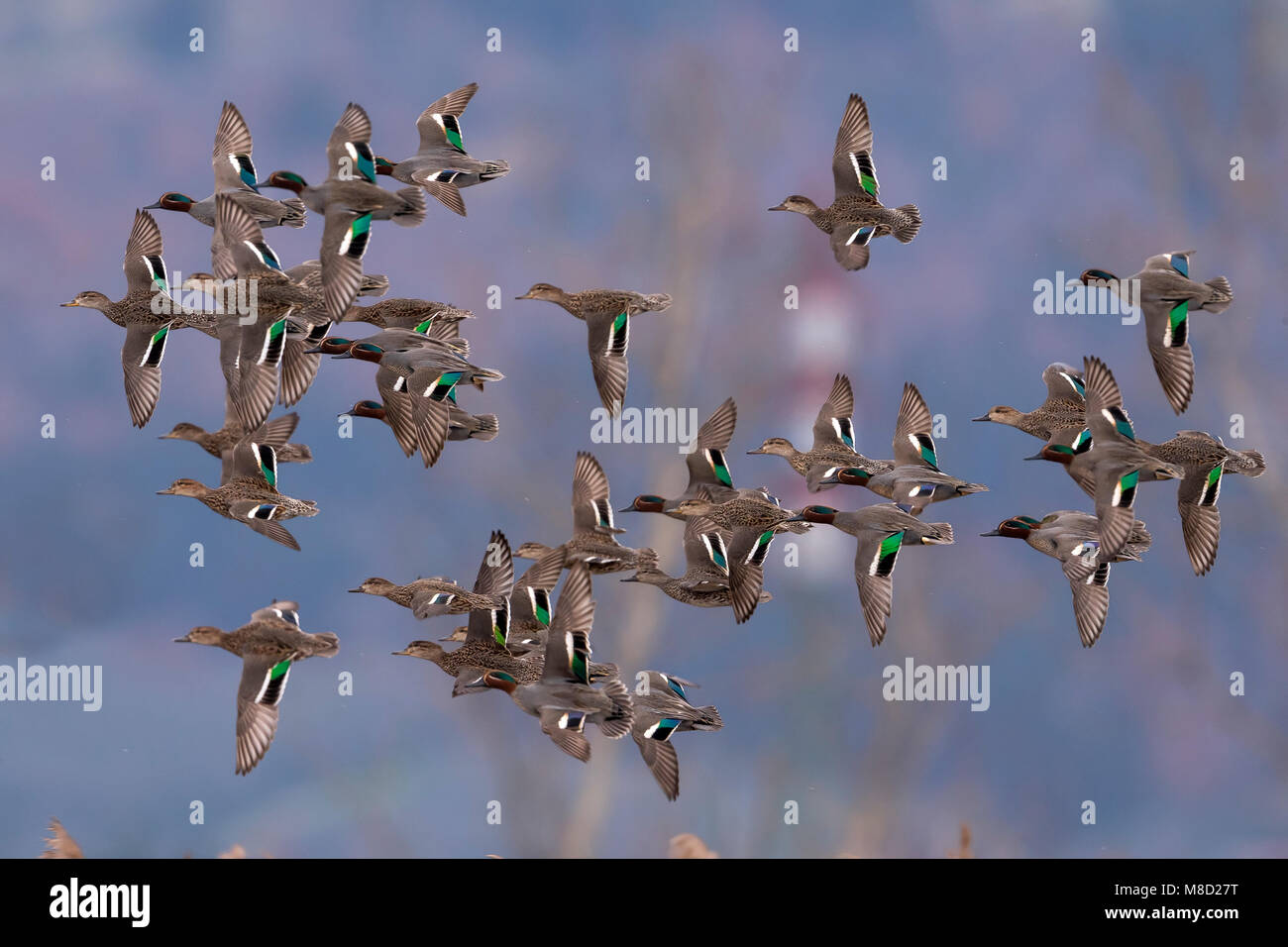 Wintertaling in vlucht, Common Teal in flight Stock Photo - Alamy