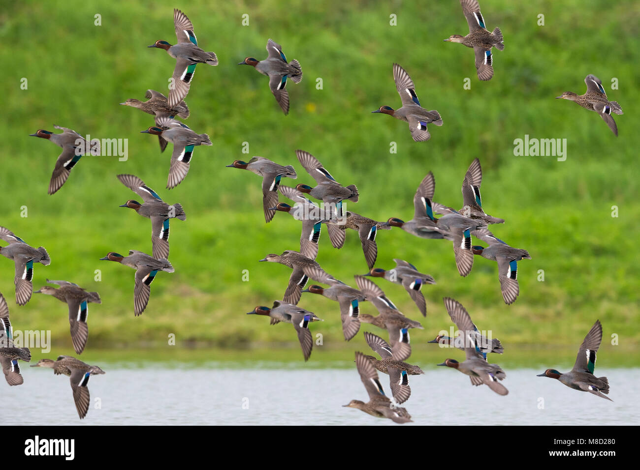 Wintertaling in vlucht, Common Teal in flight Stock Photo - Alamy
