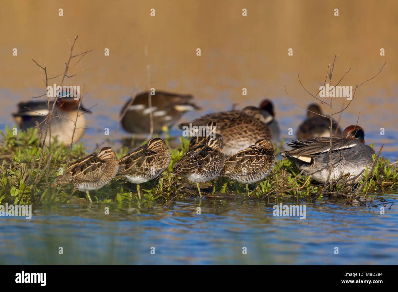Wintertaling, Common Teal Stock Photo - Alamy