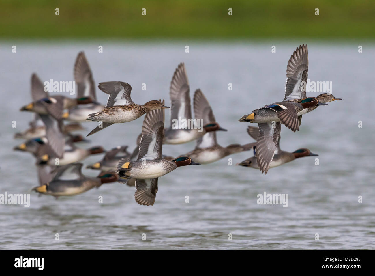 Wintertaling in vlucht, Common Teal in flight Stock Photo - Alamy