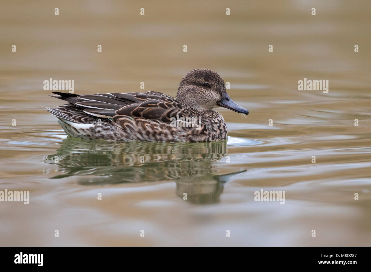 Common teal female anas hi-res stock photography and images - Alamy