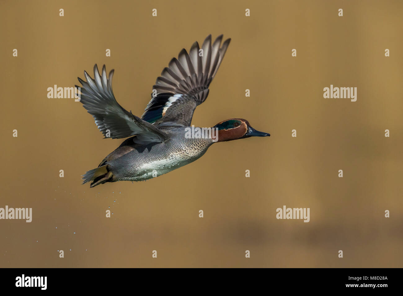Mannetje Wintertaling in vlucht, Male Common Teal in flight Stock Photo ...