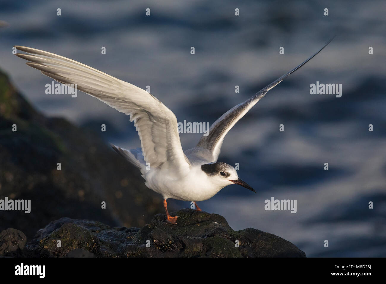 Onvolwassen Visdief in vlucht; Common Tern immature in flight Stock ...