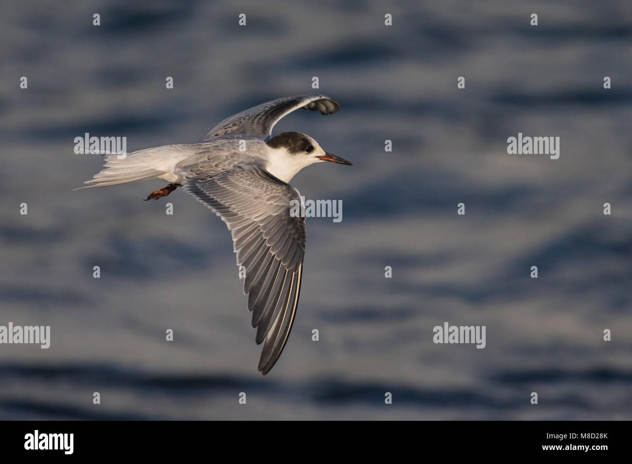 Common tern hirundo immature hi-res stock photography and images - Alamy
