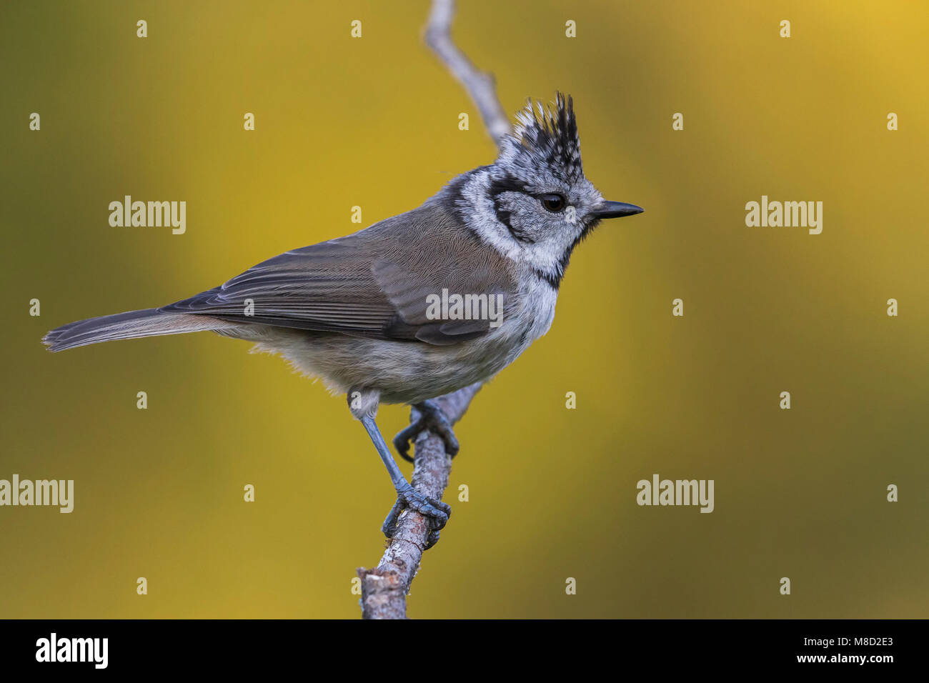 Kuifmees; Crested Tit Stock Photo - Alamy