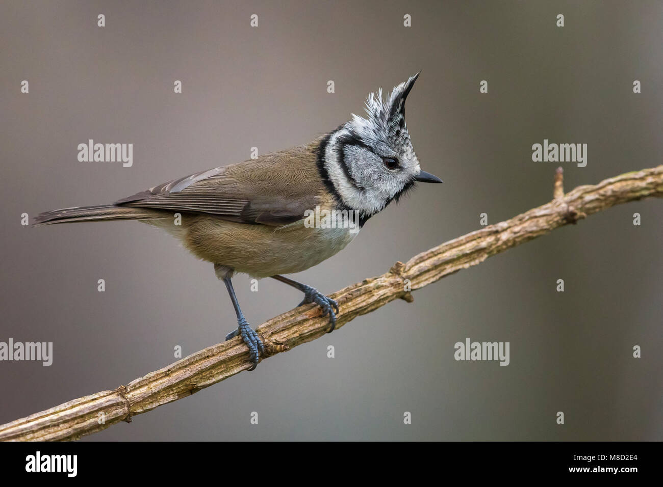 Kuifmees; Crested Tit Stock Photo - Alamy