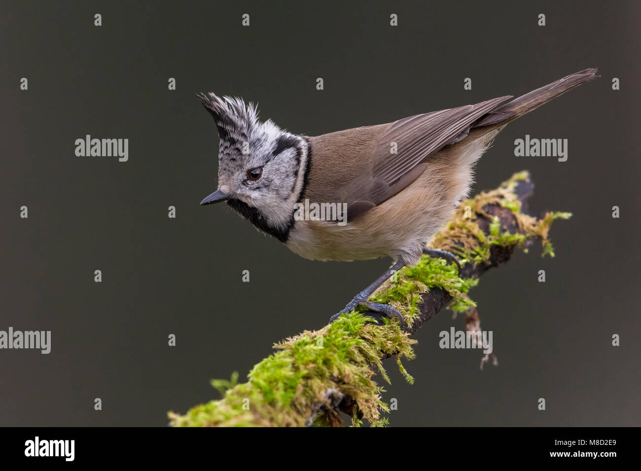 Kuifmees; Crested Tit Stock Photo - Alamy