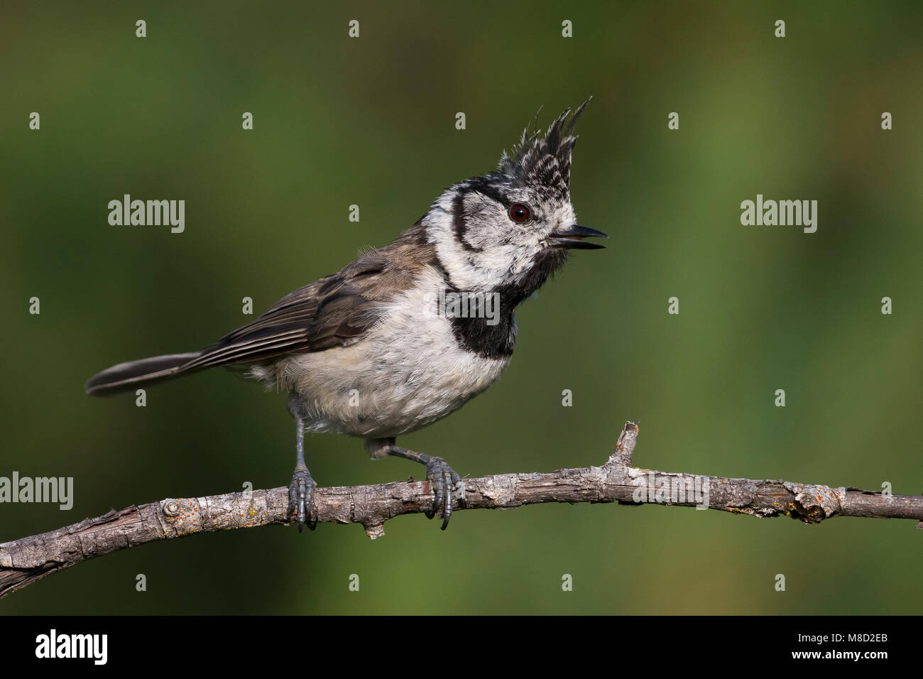 Zingende Kuifmees; Crested Tit singing Stock Photo - Alamy