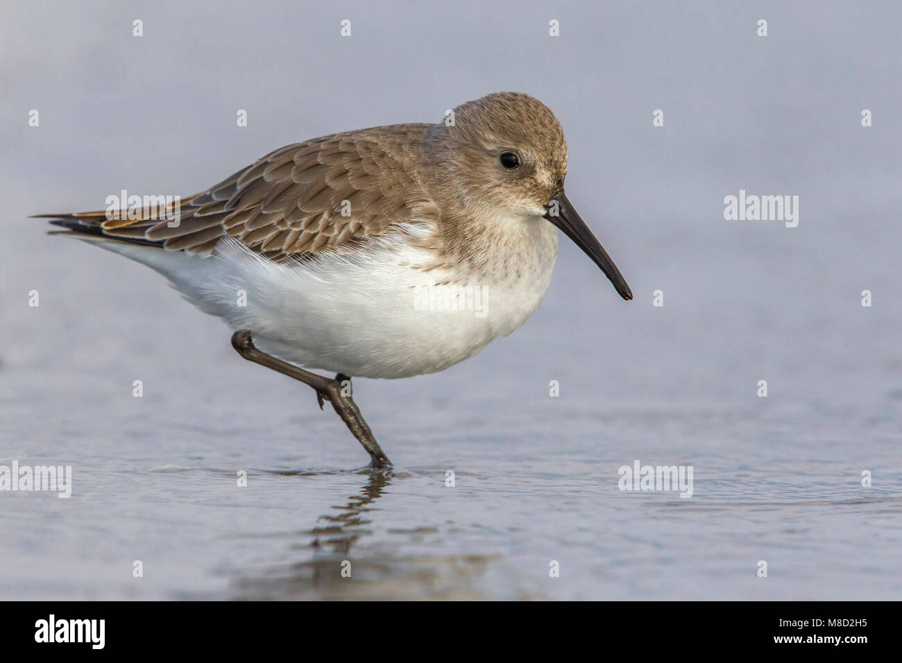 Bonte Strandloper; Dunlin Stock Photo - Alamy