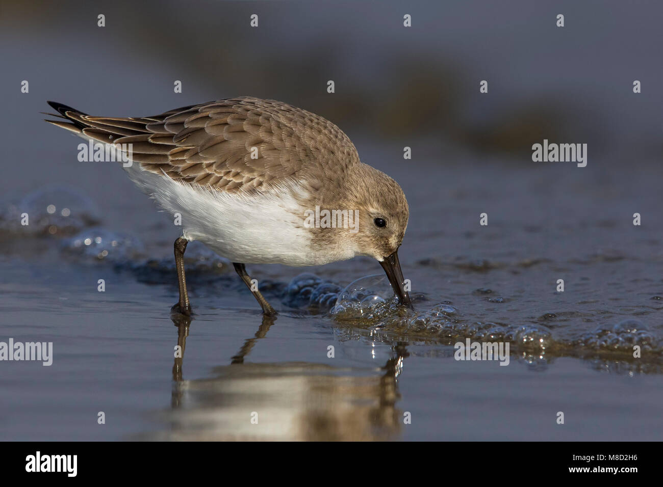 Bonte Strandloper; Dunlin Stock Photo - Alamy