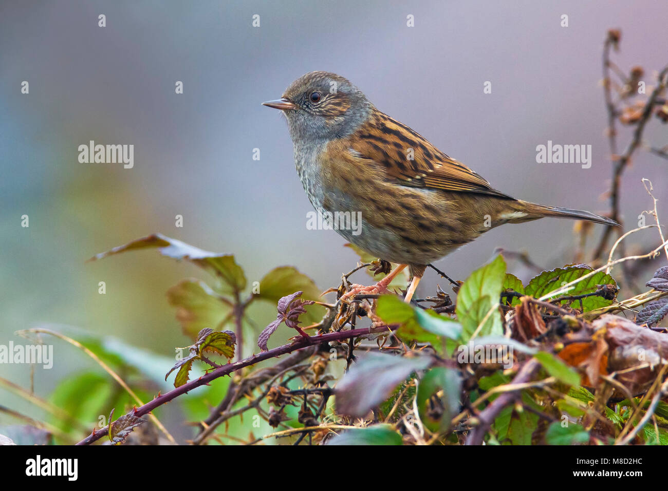 Heggemus hi-res stock photography and images - Alamy